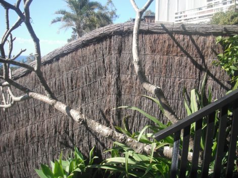 Hand Thatched Brushwood Fence build at Whale Beach