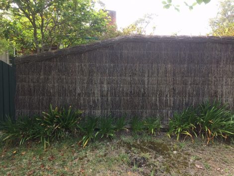 Brushwood Panel Fence after 5 Years - North Shore Brush Fencing